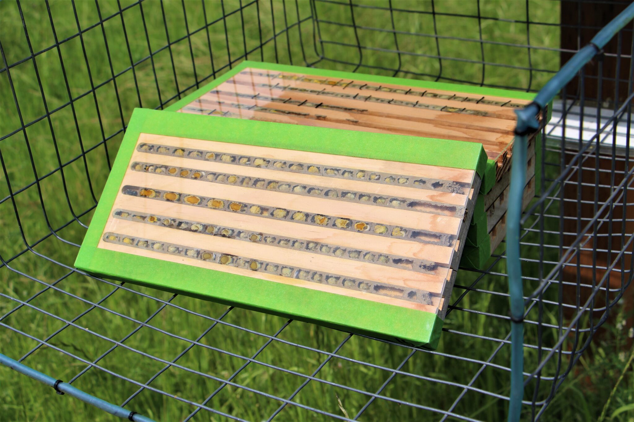 *THE COMPLETE MASON BEE - Washington County Master Gardener Association