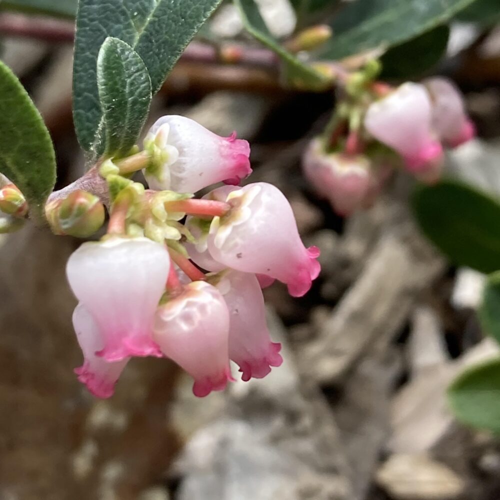 *GARDENING WITH PACIFIC NORTHWEST NATIVE PLANTS - Washington County ...